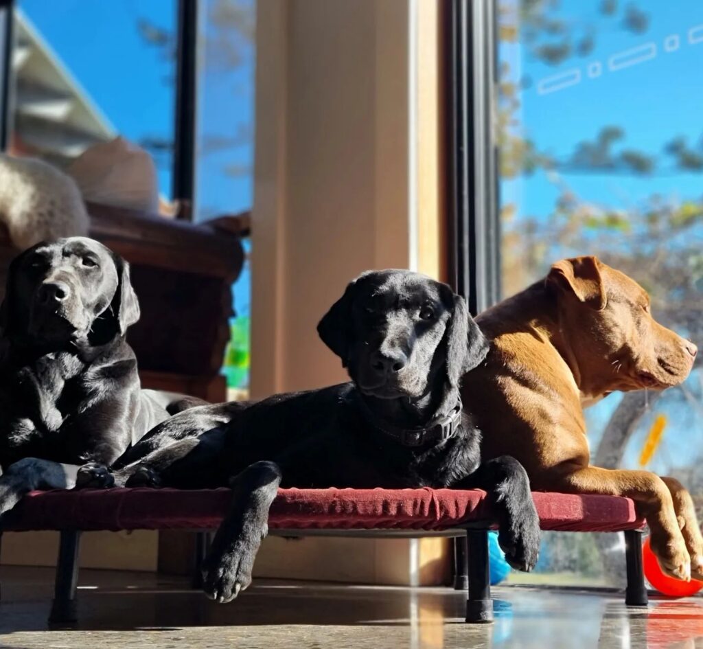 3 Week Board And Train | Canine Revolution Dog Training | Private ...